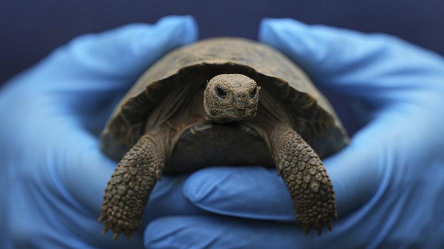 Tortoise hatchlings born of century-old parents come out of their ...