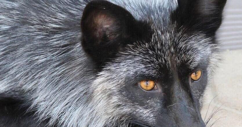 A Soviet-era experiment to tame foxes may help reveal genes behind ...