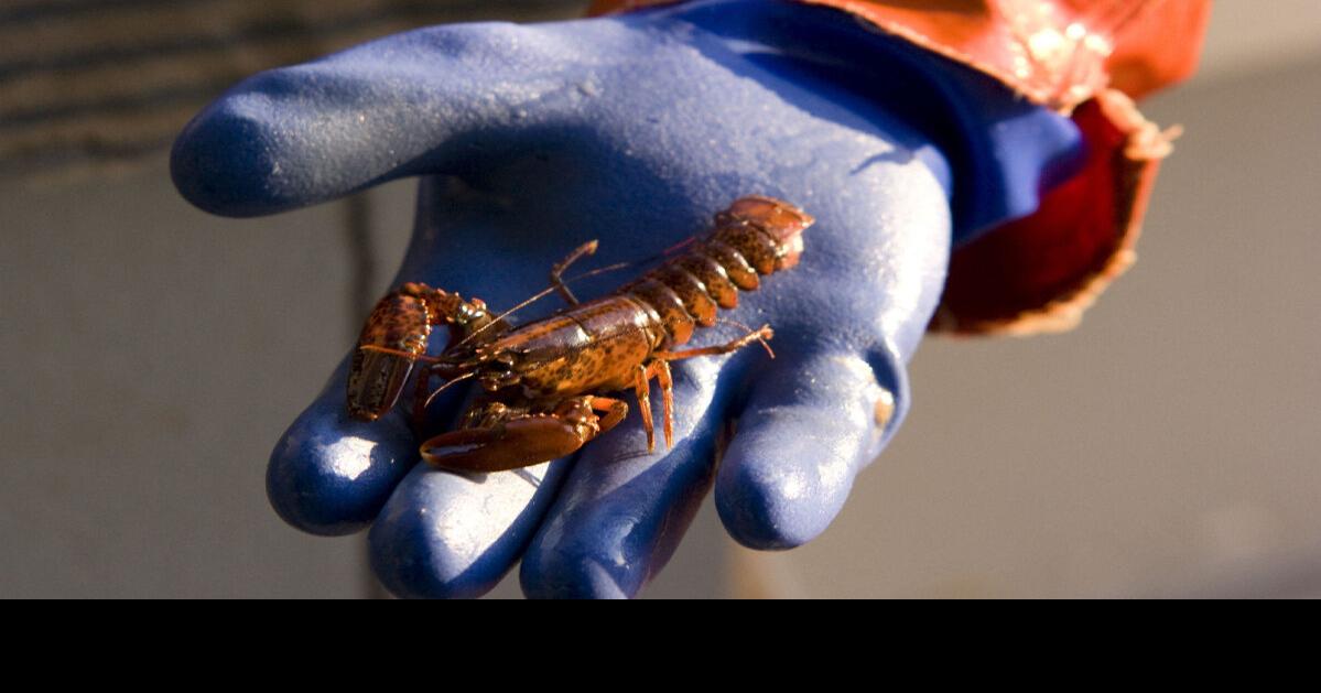 Baby lobster population declining off U.S. coast, Canada: marine scientist