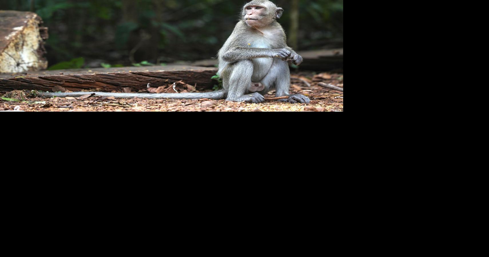 Canadian imports of exotic monkeys for lab tests are surging
