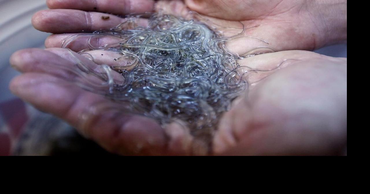Five things to know about Canada's lucrative baby eel fishery