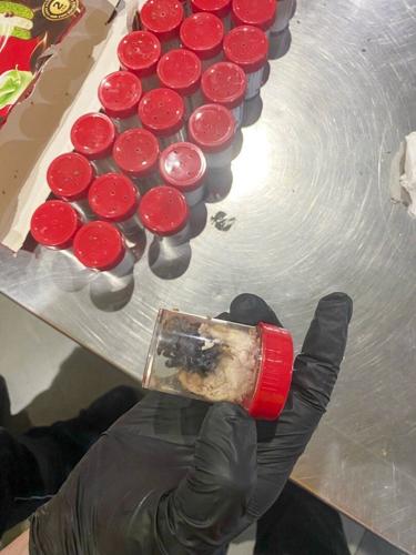 German customs officials show images of tarantulas hidden in spongecake ...