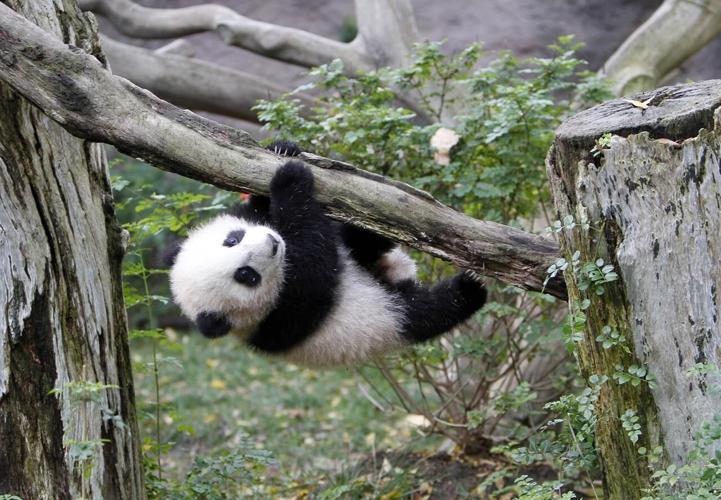Could America's giant panda exodus be reversed? The Chinese president's ...