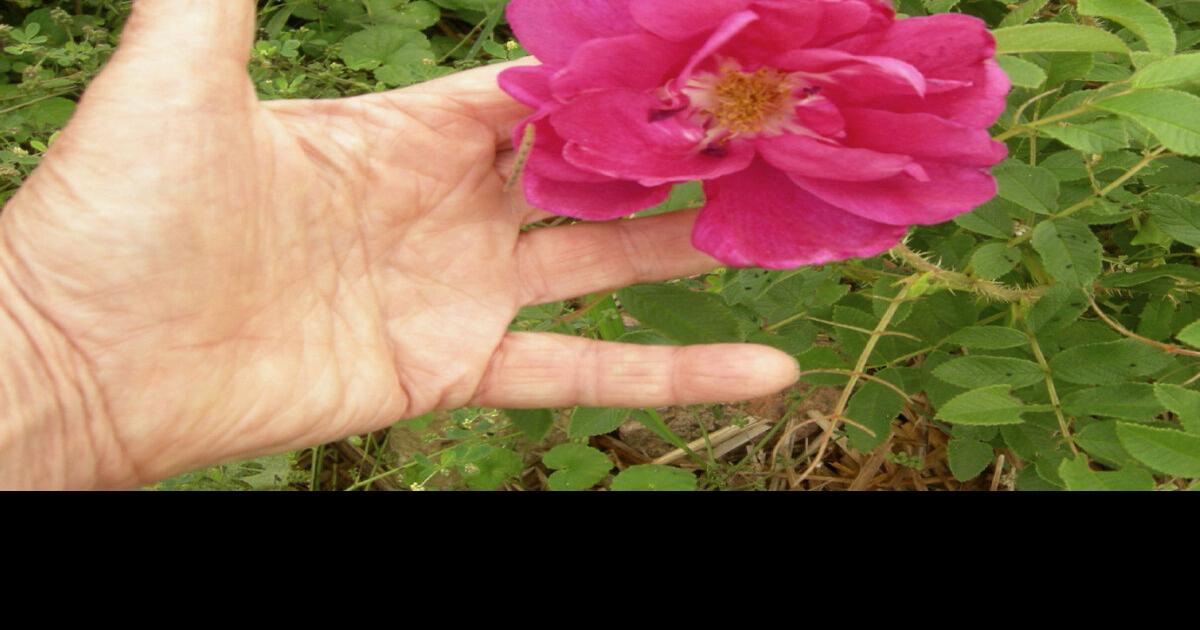 The Real Dirt: Falling for the Trudeau rose