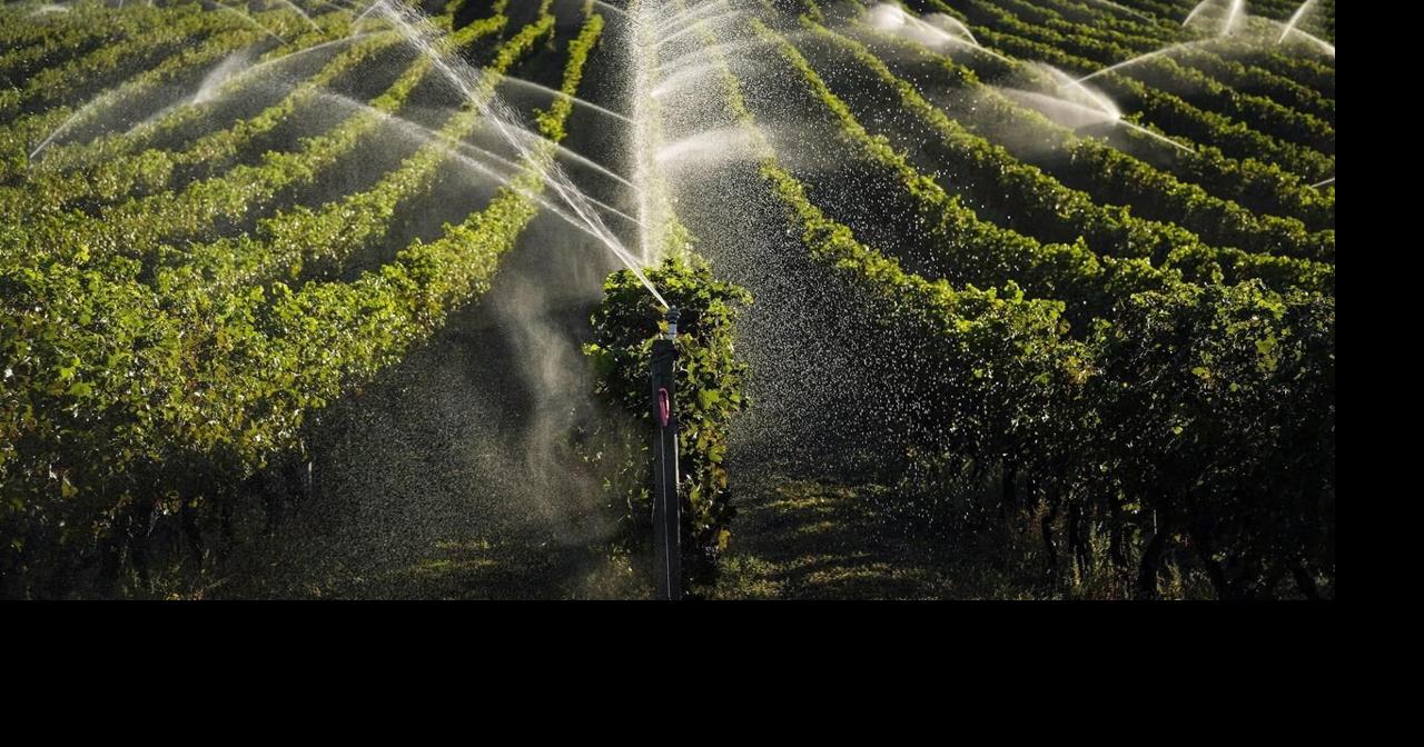 B.C. vineyards devastated by winter freeze, slashing wine output up to ...