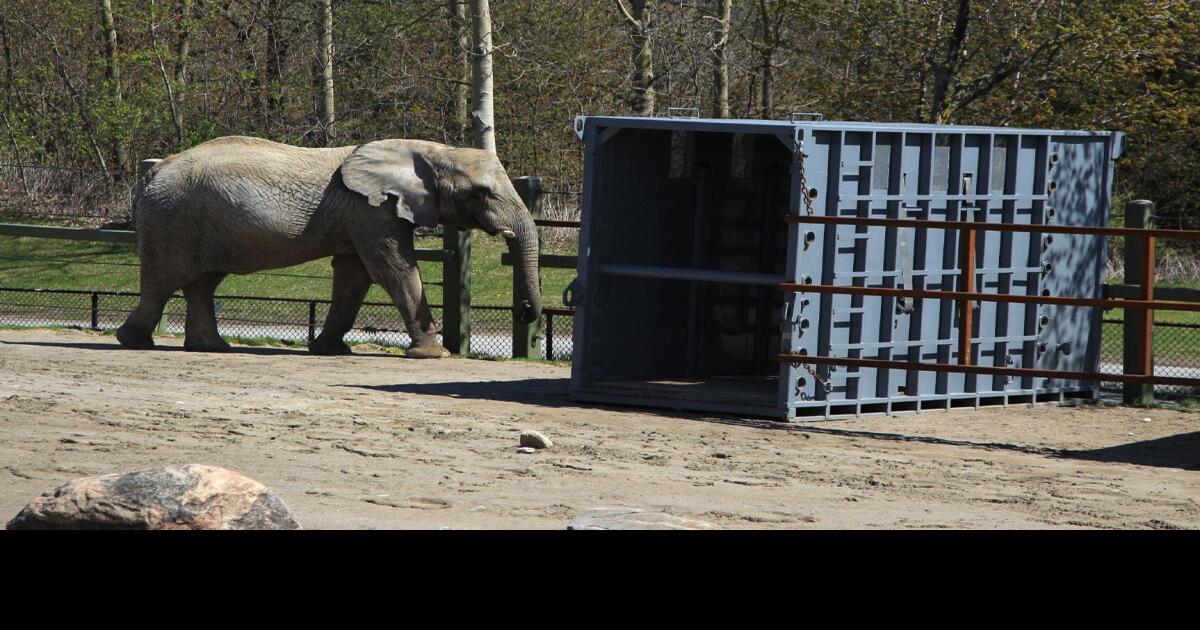 Toronto elephants’ transfer at ‘impasse’ over PAWS medical records, zoo ...