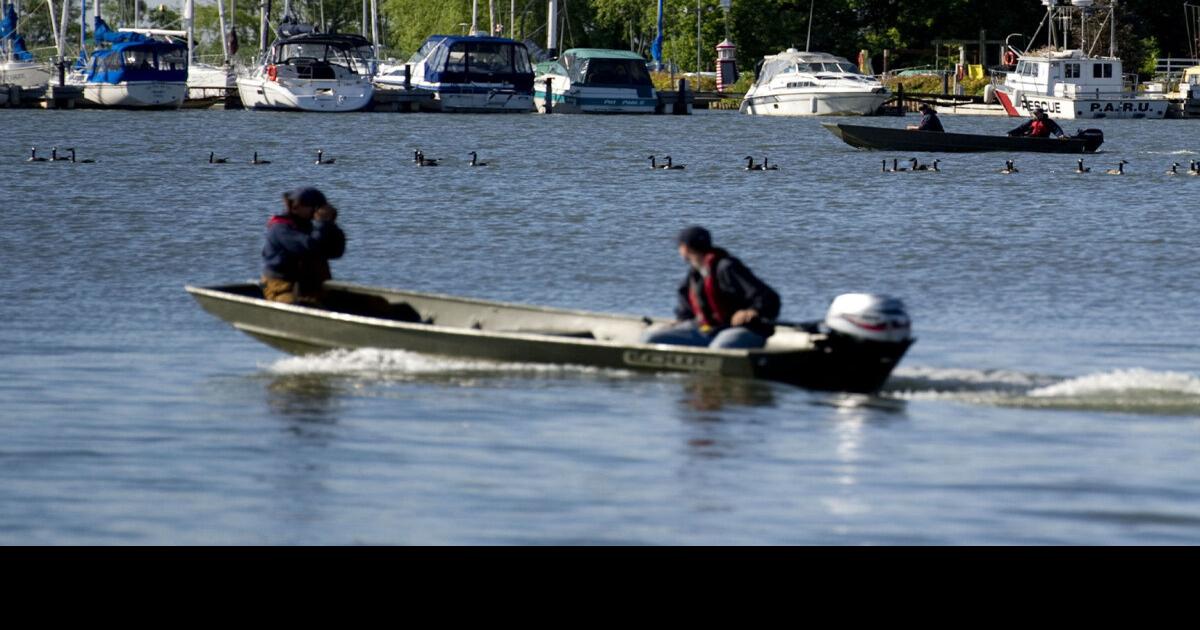 Goose roundup a walk in the park