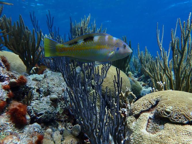 The beauty of Bermuda’s shipwrecks: The island’s accidental underwater ...