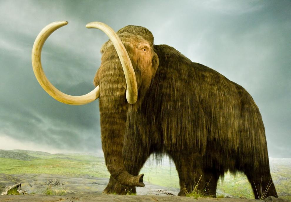 Toronto Zoo met startup bringing back the woolly mammoth