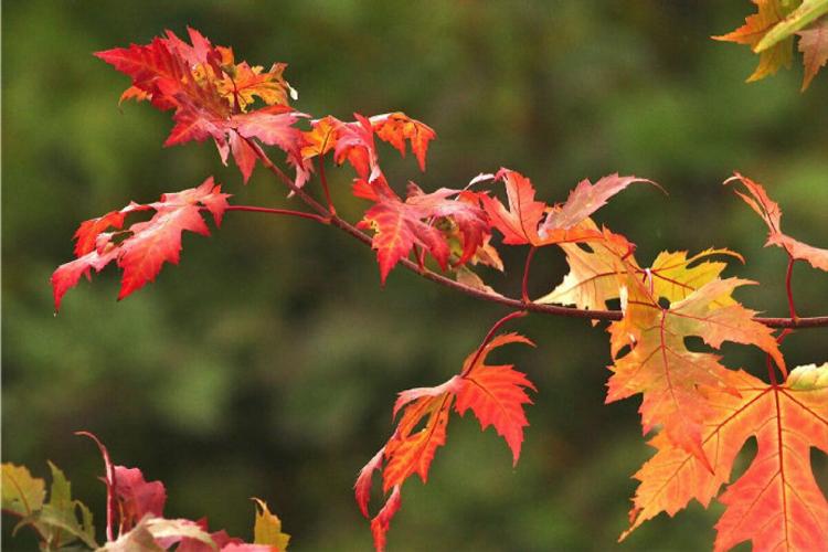 Wild in the City: Leaves don’t fall, they’re pushed