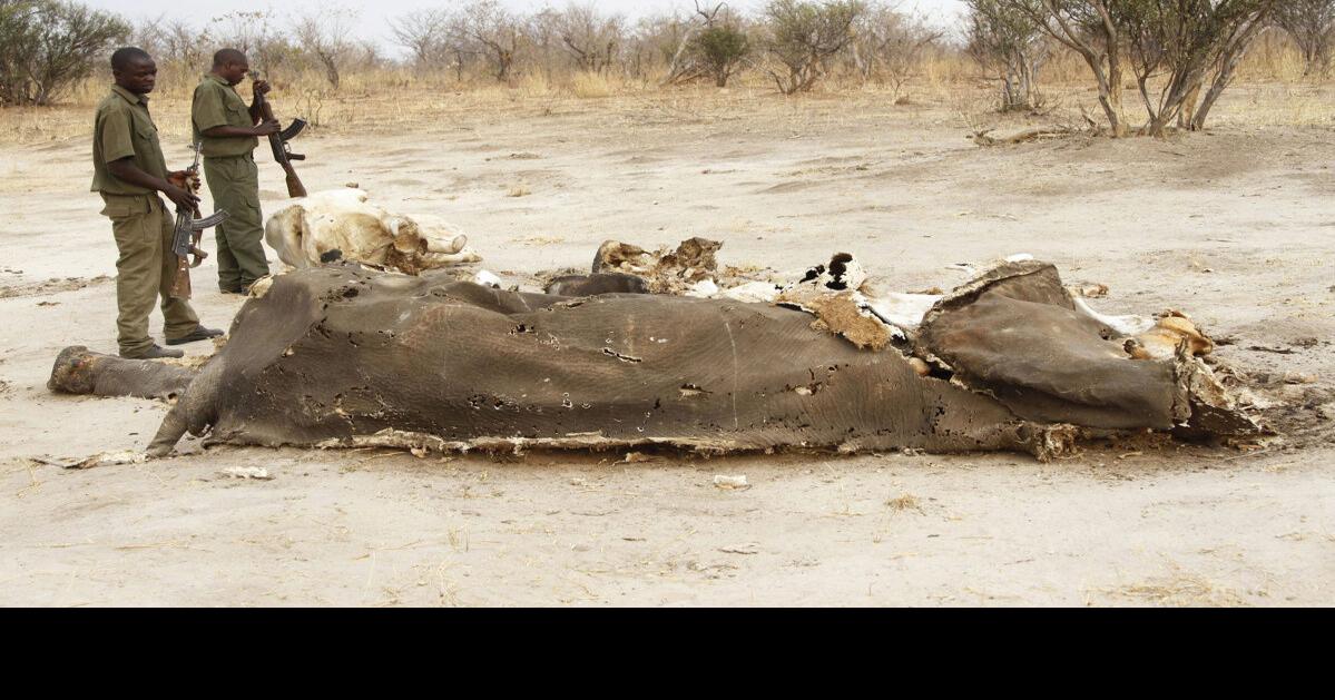 Zimbabwe poachers poison 91 elephants