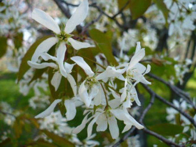 Serviceberry an easy, environmentally friendly tree that won’t become a ...