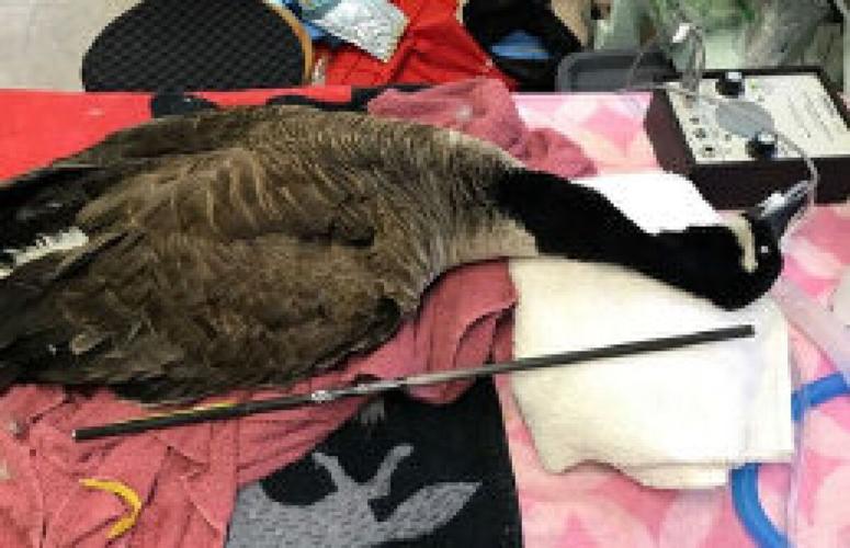 Canada geese impaled with arrows recovering at wildlife refuge