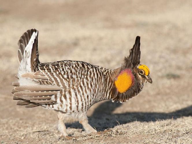 You’re invited to a prairie chicken courtship dance in Nebraska