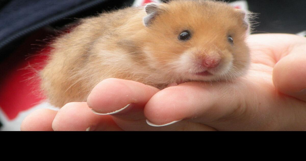 Toronto’s hamster explosion draws help from far and wide