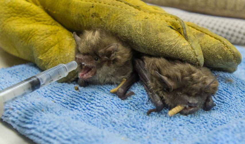 Bat colony rescued from deadly cold