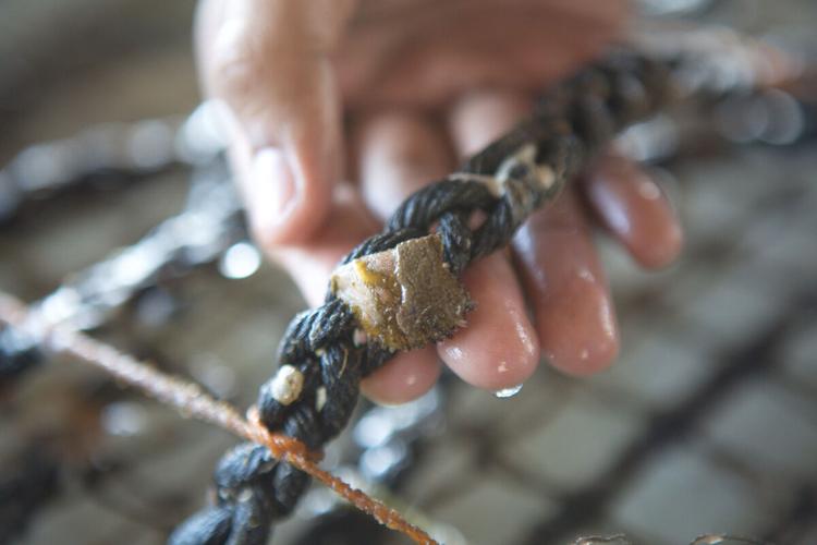 A photographic tour of three Asian pearl farms