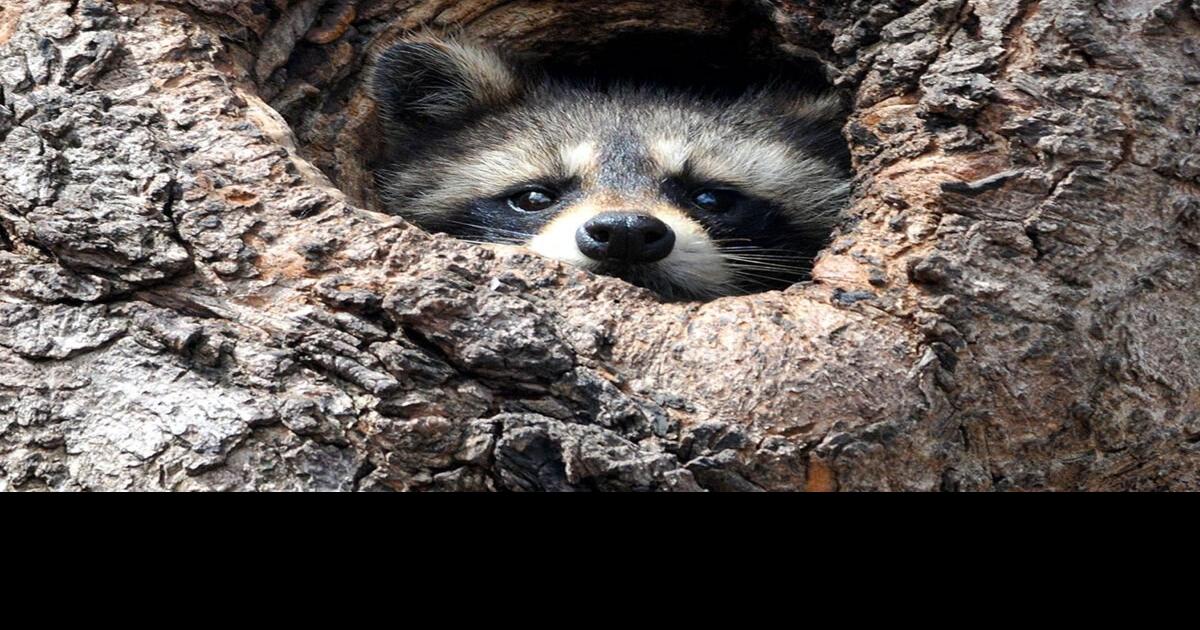 ‘Unprecedented’: City begins emergency effort to clear dead raccoons ...