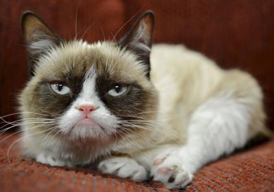 tabatha bundesen grumpy cat
