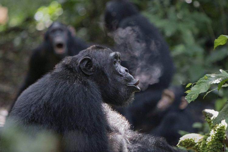 Chimpanzees drum with regular rhythm when they beat on tree trunks, a ...