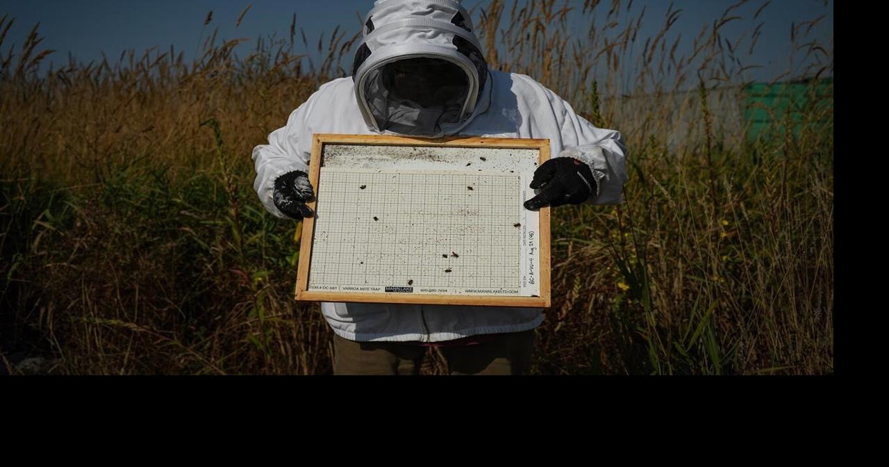 B.C. scientists hopeful in fight against mites that puncture and kill ...