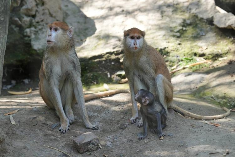 Meet Yuji, the Mexican baby monkey finding comfort in a plush companion