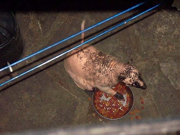 Is a bald raccoon prowling Parkdale?