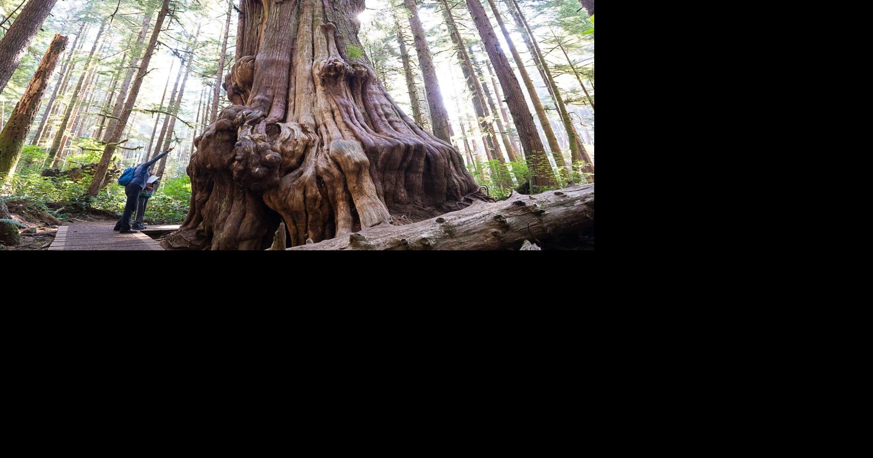 Visit Port Renfrew, B.C., the tall trees capital of Canada