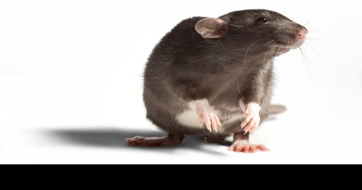 Rats on the rise in Toronto, say pest control companies