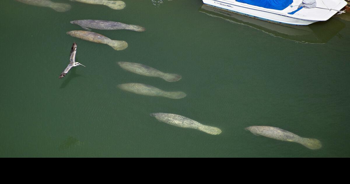 Florida rescuers struggle to save manatees hit by deadly algae