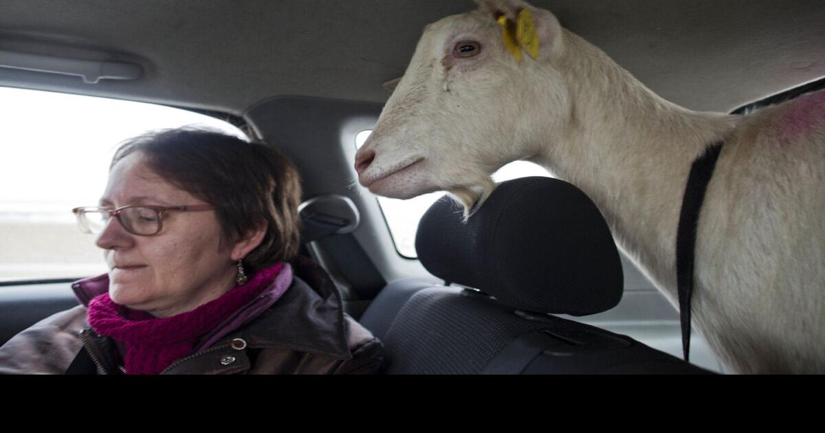 Lily the goat a bright spot in Canada’s bleak animal rights terrain: Walkom