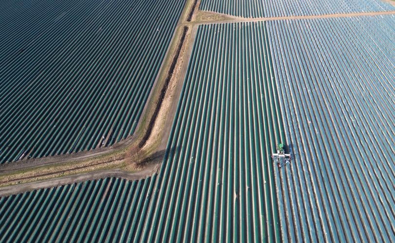 Ontario’s ‘king of asparagus’ readies for harvest