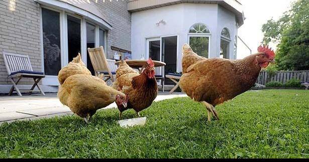 Toronto Chicken buck-buck-bucking for change