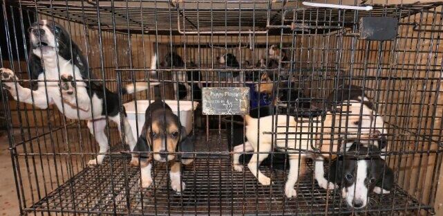 16 puppies rescued in Markham after animal cruelty investigation