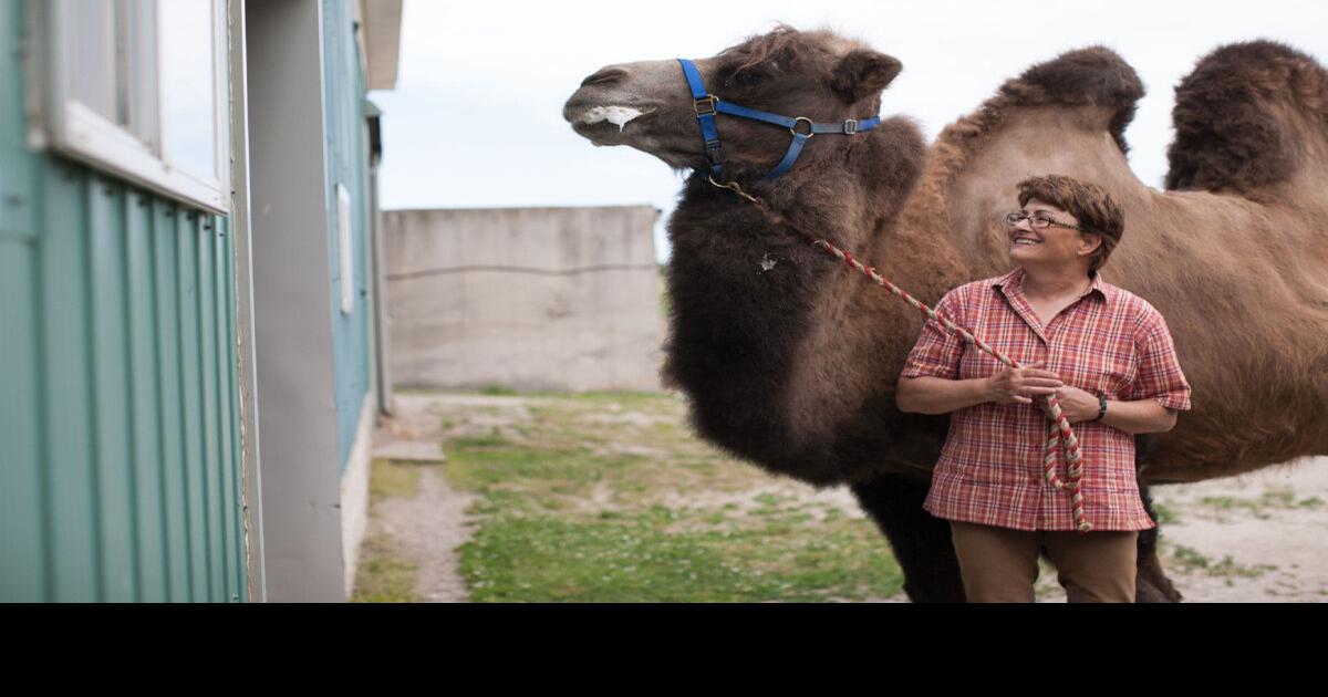 Watermelons will never break this camel's back