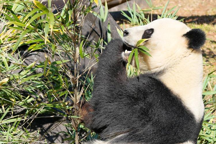 Thousands flock to a Tokyo zoo to see the last 2 pandas in Japan before ...