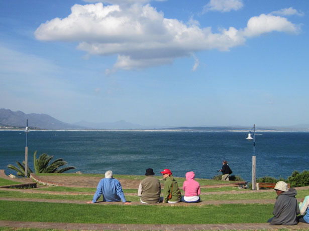Searching for great white sharks