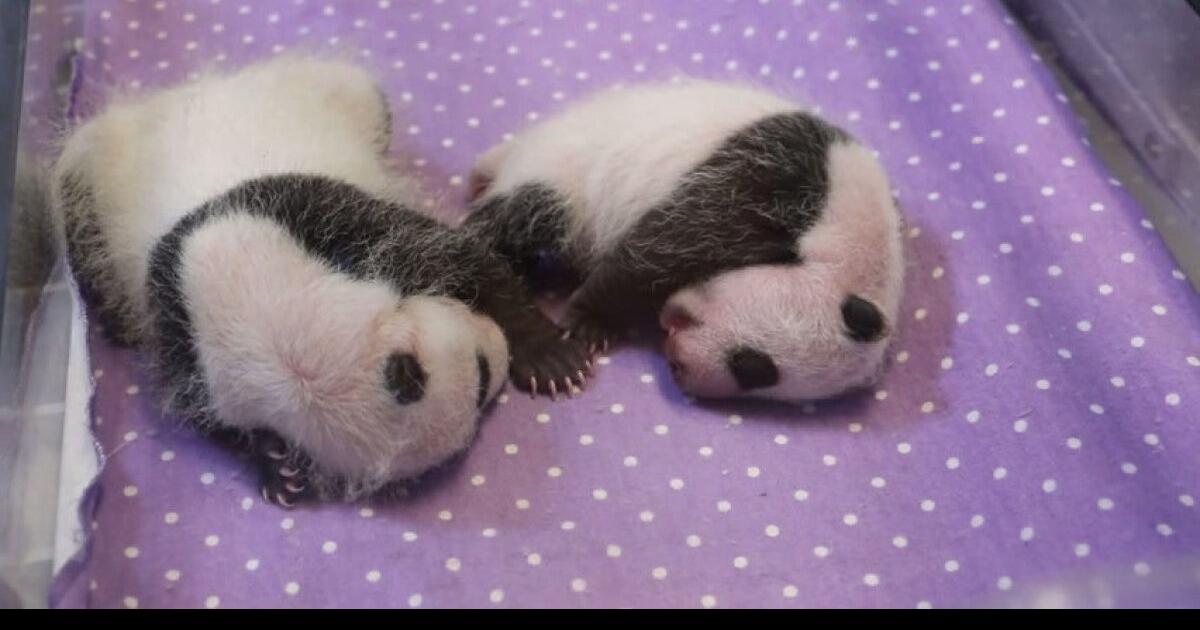 New video of Toronto Zoo's giant panda cubs