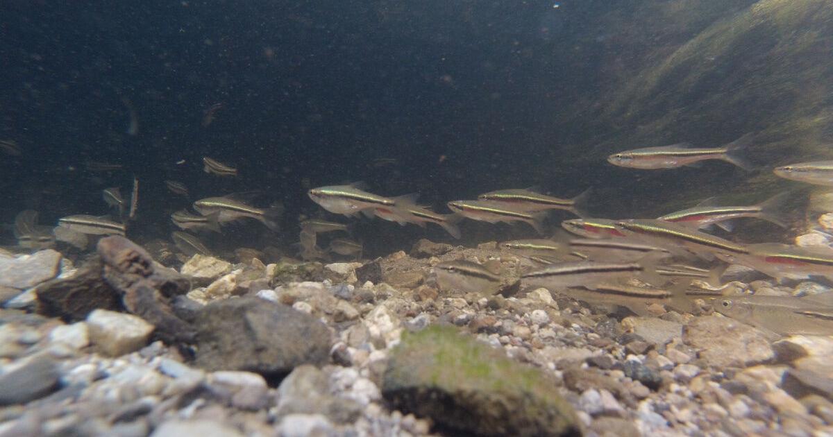 How an endangered minnow stops Halton Hills in its path