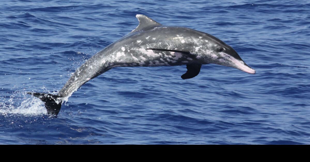 Canadian-trained biologist tracks elusive rough-toothed dolphins