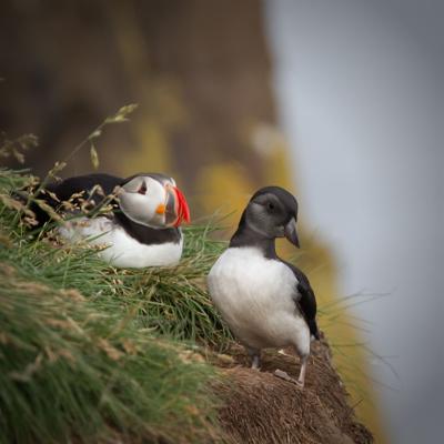 puffin chick name