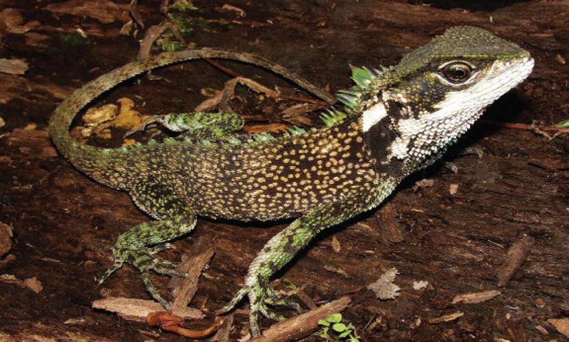 Three new dragon-like wood lizards found in Ecuador and Peru