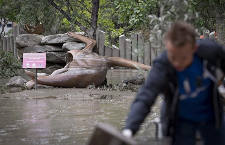 Alberta flooding: Calgary Zoo staff risk life to stop hippo that almost ...