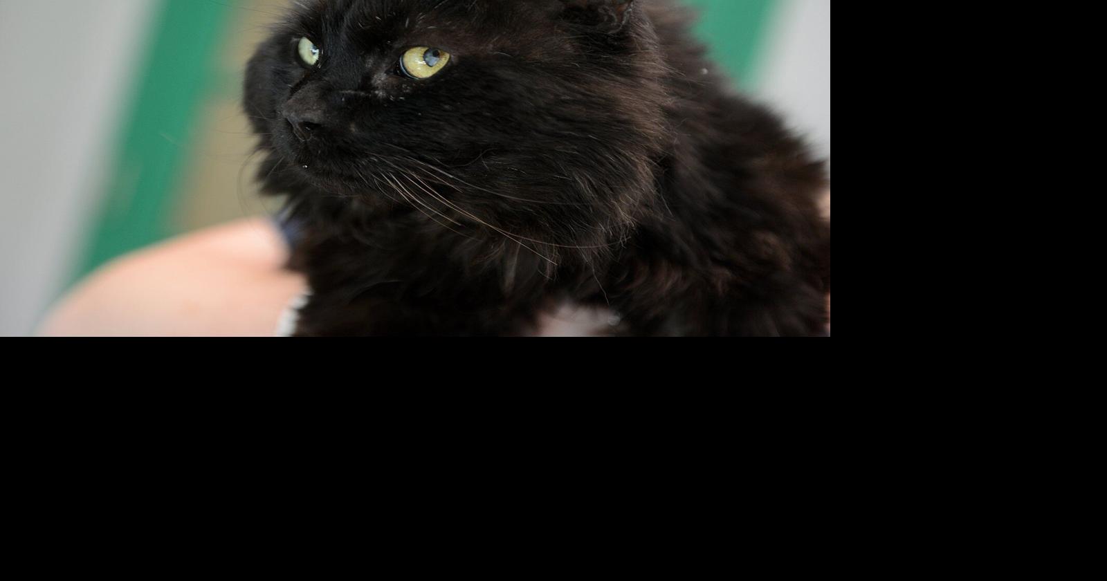 ‘Game-changer for cats’: Cure for fatal virus reaches Canada