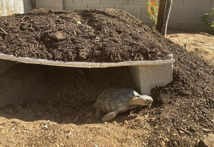 Desert tortoises make a surprisingly social and zippy pet