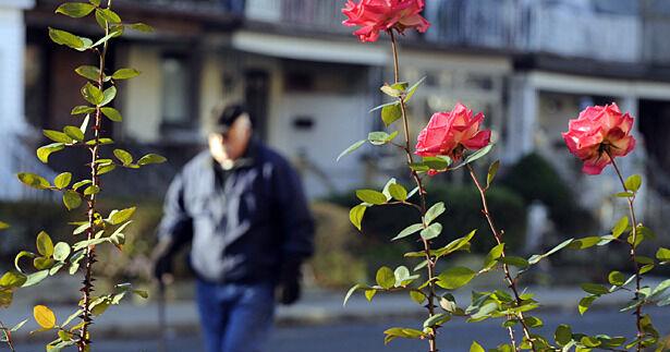 First snow-free November in 162 years?