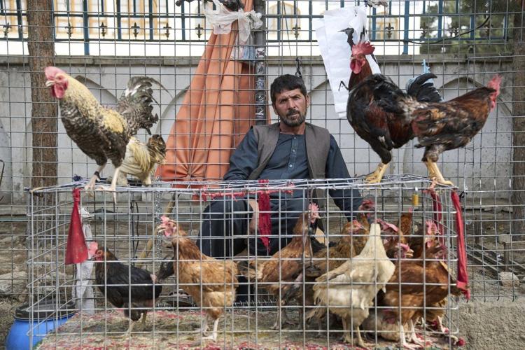Photos of cockfighting in Afghan capital show a bloody pastime thriving in the shadows