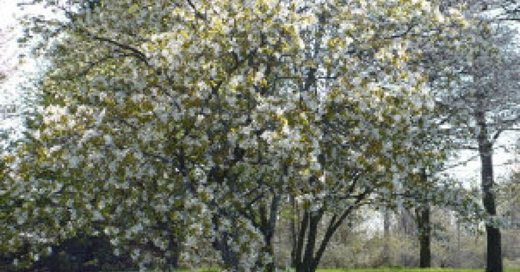 Serviceberry an easy, environmentally friendly tree that won’t become a ...