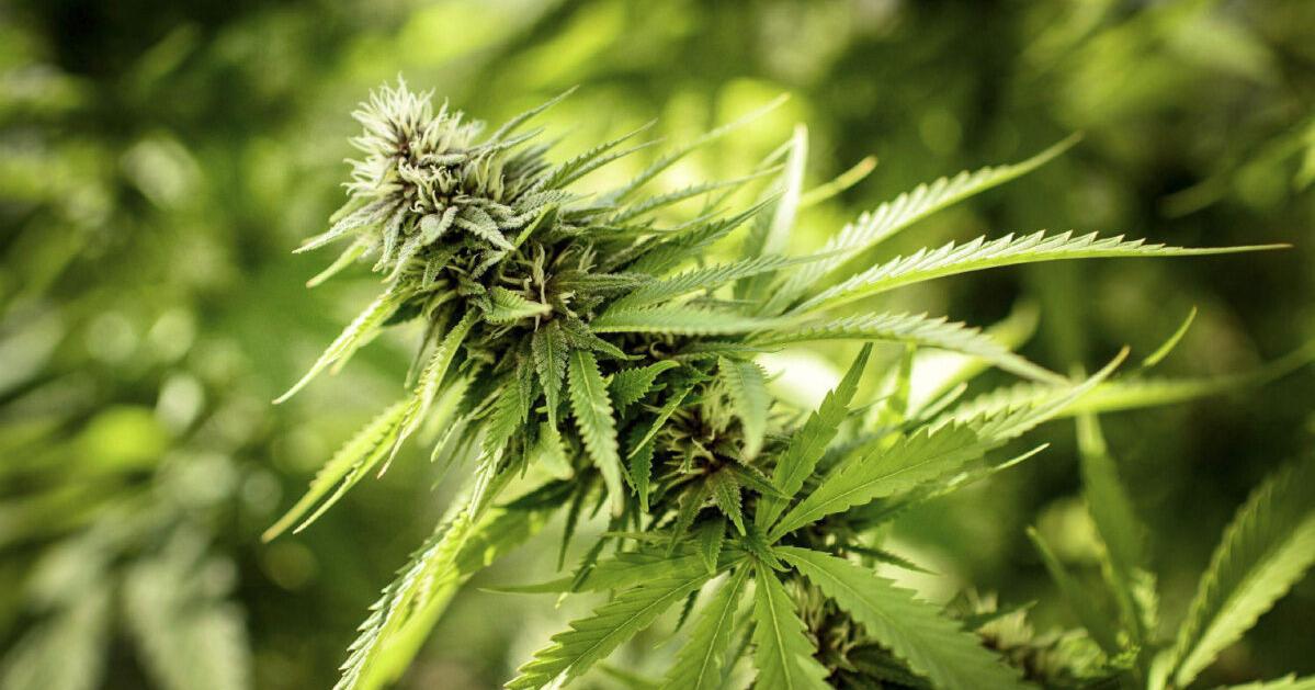 Rats remain lazy even when given medicinal part of marijuana, study says
