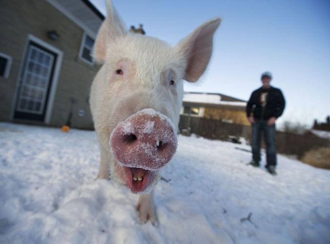 How a 400-pound ‘wonder’ pig changed a couple’s lives